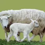 Come nominare un agnello: scegli tra i primi 50 soprannomi per ragazze e ragazzi 7075_10