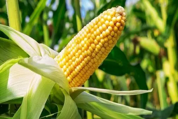 Kachan Corn