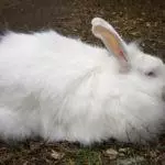 Punchy Rabbits: baka popular, peraturan kandungan dan penjagaan, bagaimana untuk memilih 7081_10
