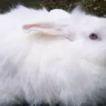 Punchy Rabbits: baka popular, peraturan kandungan dan penjagaan, bagaimana untuk memilih 7081_5