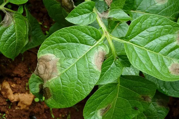 ಪೀಡಿತ ಎಲೆಗಳು