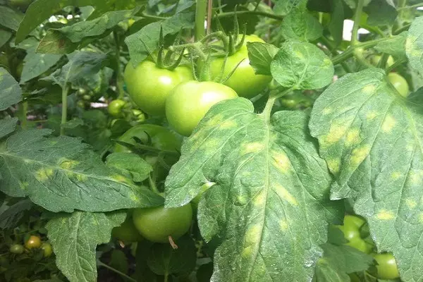 Firus op tomaten