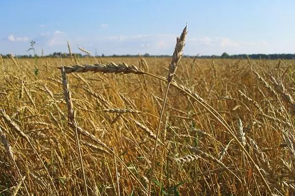 રાઇડિંગ ઘઉં