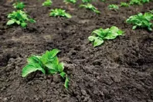 Hvordan man vokser og plejer kartofler i landet?