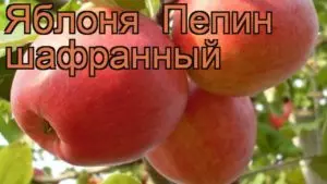 Карактеристике и опис разноликости јабука Дипин шафрана, карактеристике раста и неге