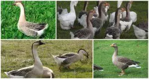Katrangan lan ciri saka shadry geese, breed breeding lan care