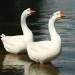 Оно што је гуска боља бела или сива: врсте пасмина и њихове разлике, како да изаберете 709_3