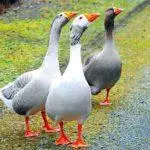 Apa geese sing luwih apik putih utawa abu-abu putih: spesies keturunan lan bedane, kepiye milih 709_4