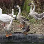 איזה אווזים הוא לבן טוב יותר או אפור: מינים של גזעים והבדלים שלהם, איך לבחור 709_5