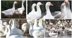 Katrangan lan ciri geese Hungaria, pro lan kontra saka jenis lan perawatan