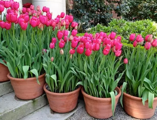 როდესაც ჩვენ მცენარეთა tulips და რამდენად სწორად: თარიღების სხვადასხვა რეგიონებში ღია ნიადაგის