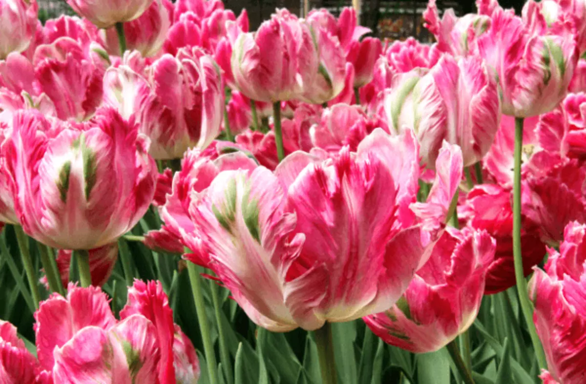 Sadzenie tulipanów