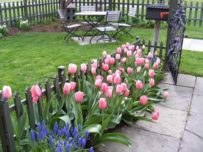 लागवड tulips
