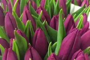 Tulips Tulips Triumph、成長の説明と特徴