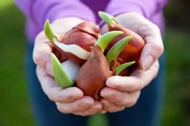 Plantando tulipanes