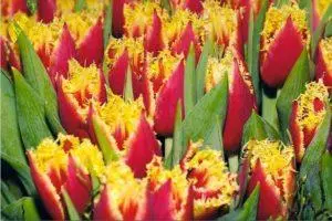 Opis wczesnych i późnych tulipanów odmian frotte, sadzenie i opieki