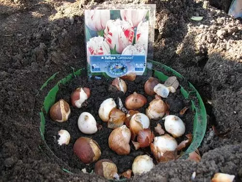 Plantando tulipanes