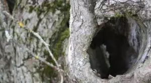 Årsagerne til udseendet af hulen på et ungt og gammelt æbletræ, hvordan man klæder og hvad man skal lugte