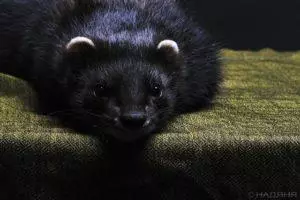 Opis i što crne ferreri izgledaju, njihovi tipovi i način života u prirodi