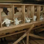 Rezati za koze: Kako napraviti vlastite ruke, korak-po-korak upute i crteže 7112_2