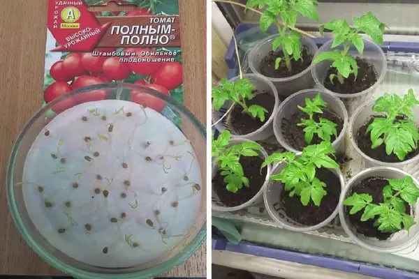 Tomatov seeds.