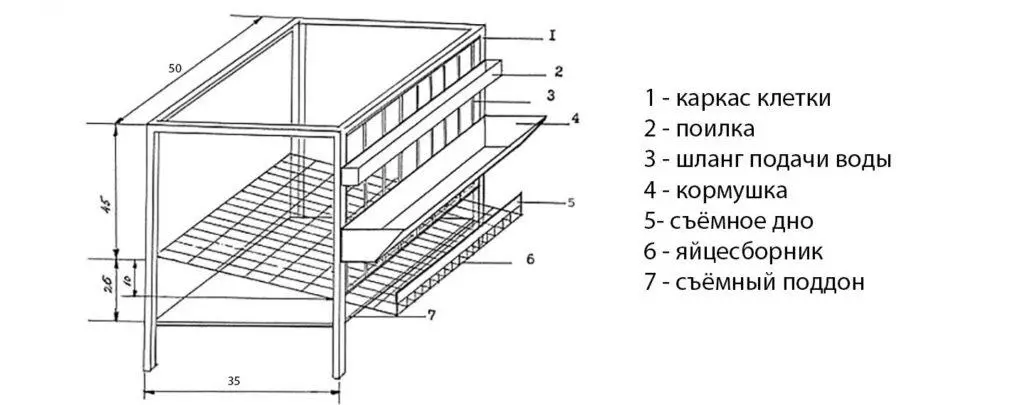 Dimensiunile și desenele celulelor pentru prepeliță, cum să faceți pasul pas cu pas