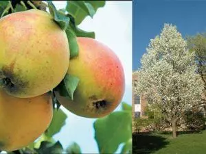 Beskrivelse og egenskaber ved Pear Grade Redoboca, dyrkning og pleje