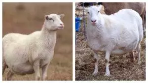 Bao nhiêu ngày và tháng là một con cừu mang thai và cách xác định