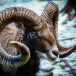 Baran Mouflon: תיאור בית גידול, האם ניתן לשמור בבית 7122_3