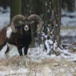 Baran mouflon: deskripsyon ak abita, se li posib kenbe nan kay la 7122_4