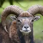 Baran mouflon: deskripsyon ak abita, se li posib kenbe nan kay la 7122_5