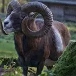 Baran mouflon: deskripsyon ak abita, se li posib kenbe nan kay la 7122_7