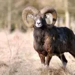 Baran mouflon: deskripsyon ak abita, se li posib kenbe nan kay la 7122_8