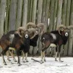 Baran Mouflon: תיאור בית גידול, האם ניתן לשמור בבית 7122_9