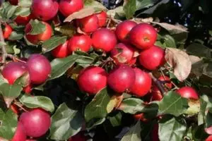 Description des variétés et des caractéristiques d'une variété de pionniers de pomme, de règles en croissance dans les régions
