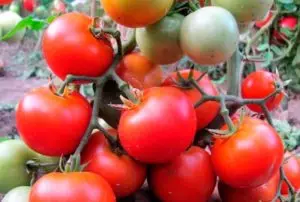 Karakteristik ak deskripsyon nan betta tomat