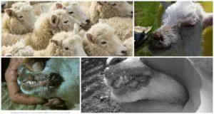 Gejala ekctim menular dari domba dan agen penyebab virus daripada mengobati