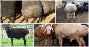Description of the roasted rams and how they appeared, the top 5 breeds and their features