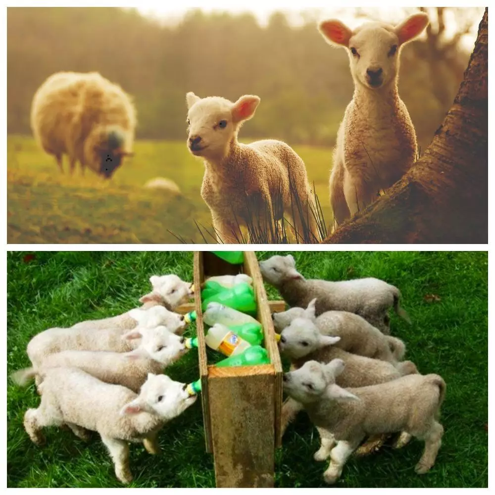 如何為羔羊，比例和製造商繁殖幹牛奶