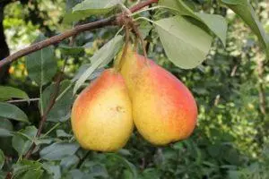 Beskrivning av de bästa sorterna av päron för Sibirien, landning och vård