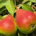 Pear Favorite: a description of the variety, pros and cons and crime rules 7141_3