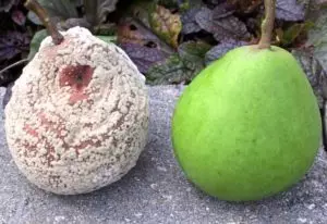 Why rot the fruit of pears on the tree and what to do, combating the disease