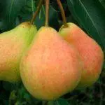 Pear Favorite: a description of the variety, pros and cons and crime rules 7141_7