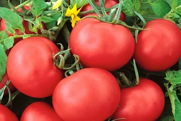 Feestelijke tomaat