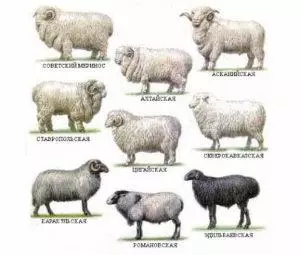 Nomes e características das rochas de ovelhas georgianas, que é melhor escolher