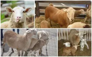 Beskrivning och egenskaper hos fåren av Katun Rock som inte behöver skära