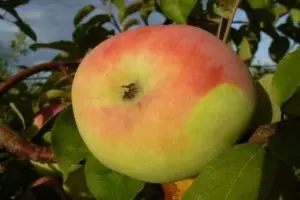 Descrición detallada e características principais das variedades de mazá Martov