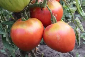 Beschrijving van de tomatenverschillen Freken kant, aanbevelingen voor de teelt en de mening van tuiniers