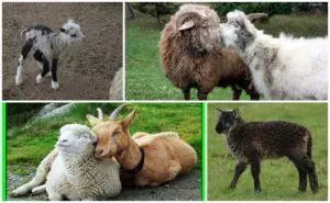Opis i karakteristike hibrida koza i ovaca, značajke sadržaja