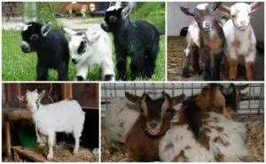 Opis i mliječne koze kamelonijske pasmine, uvjeti njihovog sadržaja